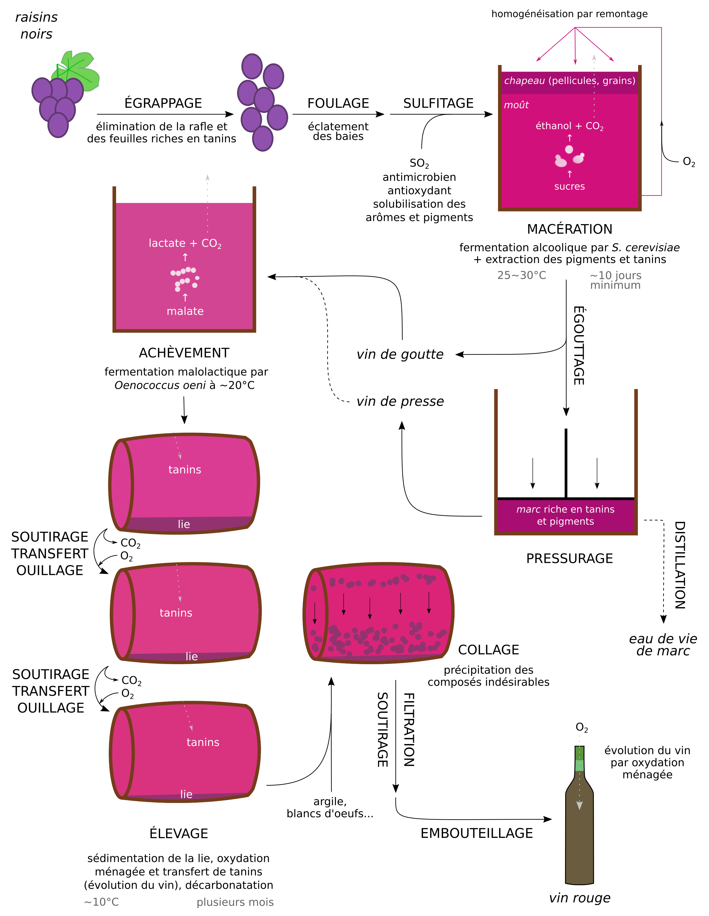 Biologie du vin et de la bière | Planet-Vie